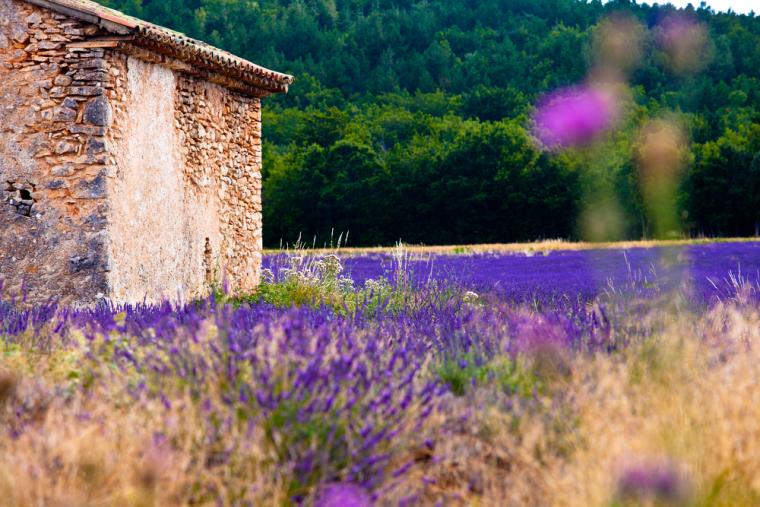 Feriehuse i det centrale Frankrig | NOVASOL.DK